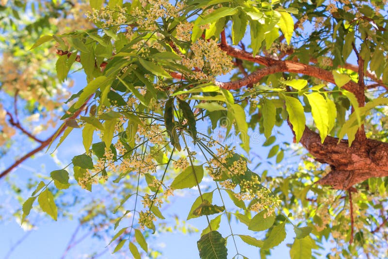 Árbol De Neem, Flor Del Neem Foto de archivo - Imagen de insecticidas ...