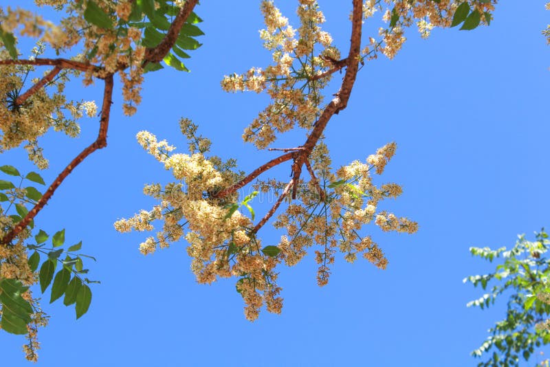 Árbol De Neem, Flor Del Neem Foto de archivo - Imagen de insecticidas ...