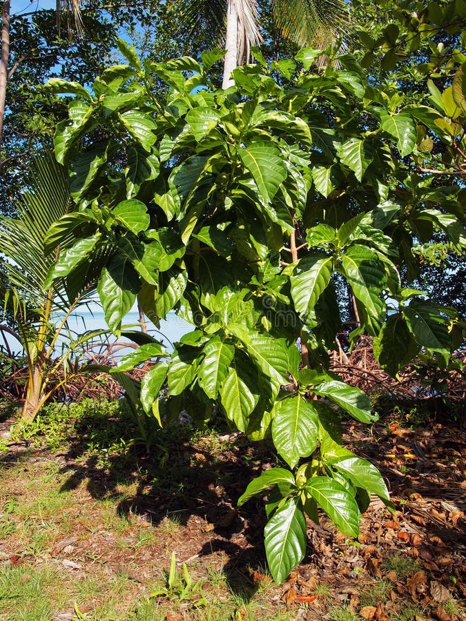 Árbol de Noni foto de archivo. Imagen de tropical, hoja - 35148864