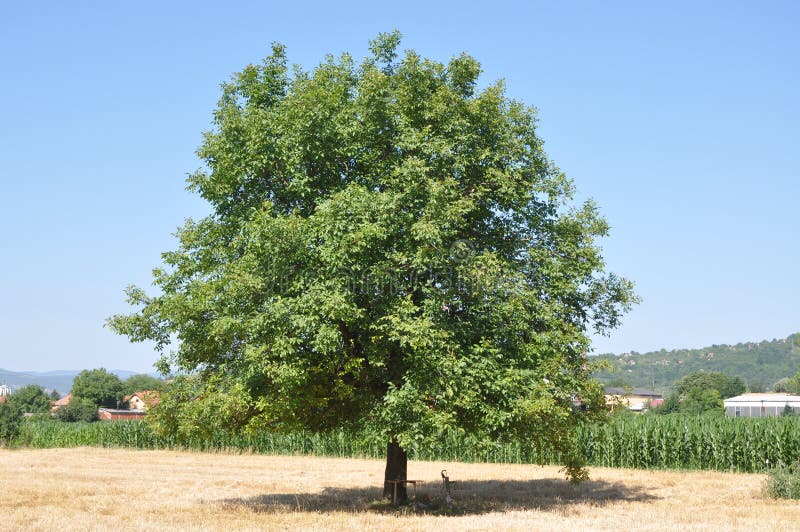 Nuez en árbol foto de archivo. Imagen de verano, estación - 32121254