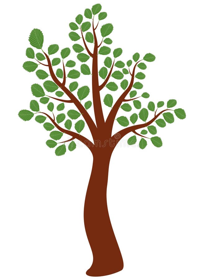 Olmo ilustración del vector. Ilustración de madera, blanco - 19970678