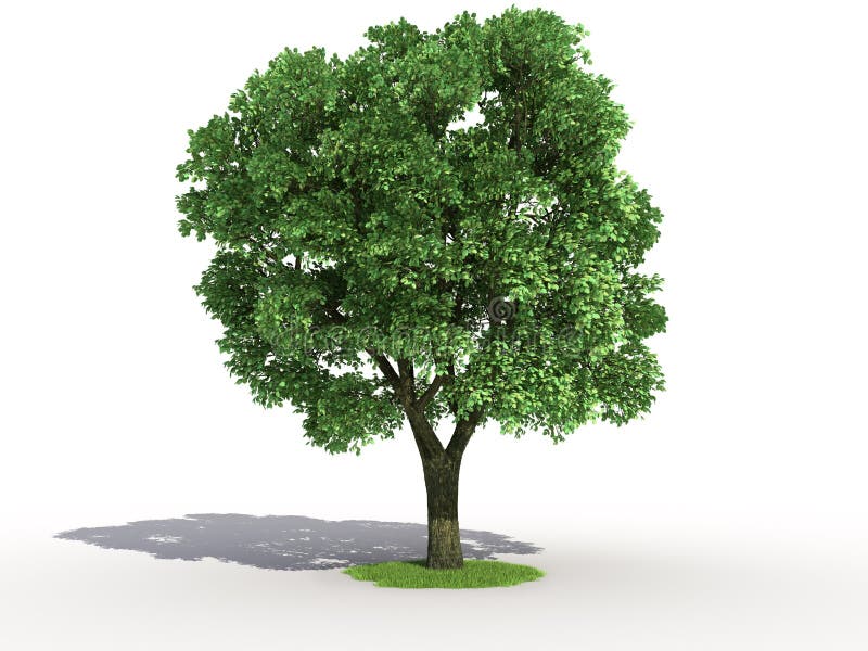 Árbol de olmo stock de ilustración. Ilustración de hojas - 6335530