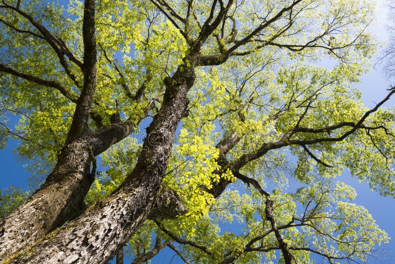 Flor del árbol de olmo foto de archivo. Imagen de florecimiento - 8066092