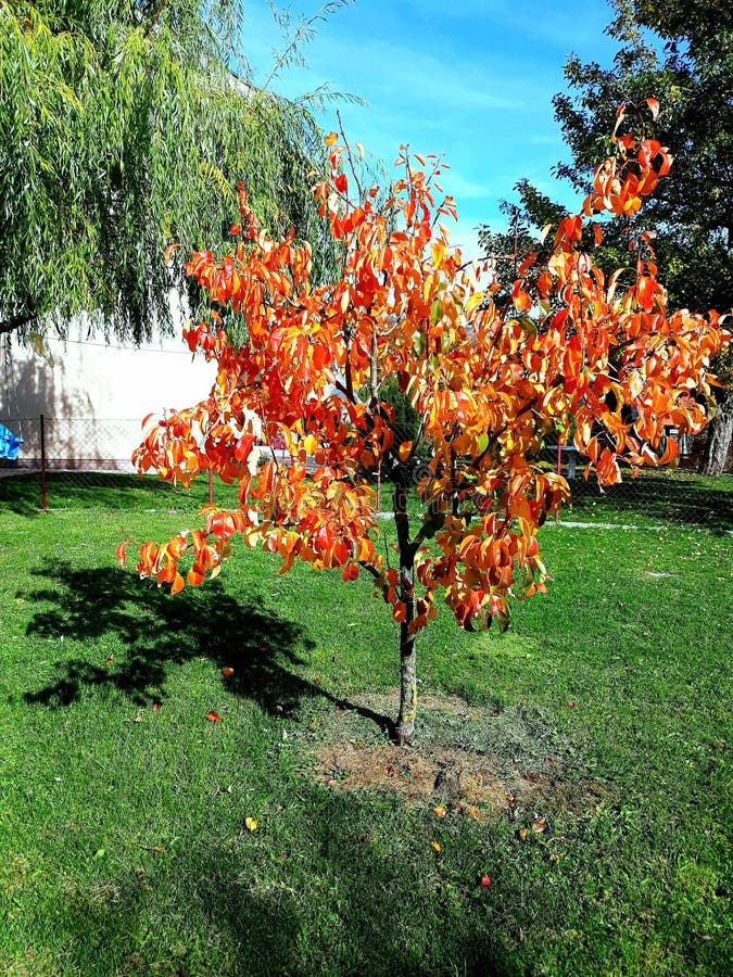 Árbol de pera imagen de archivo. Imagen de blanco, verde - 6256061