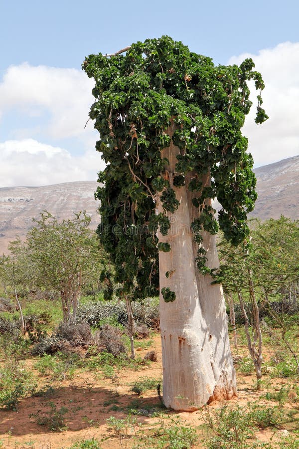 Árbol de pepino imagen de archivo. Imagen de pepino, yemen - 31408425