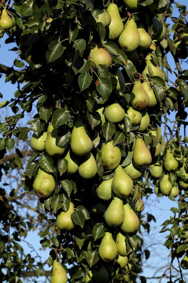 Árbol de pera foto de archivo. Imagen de baudia, detalle - 11585448