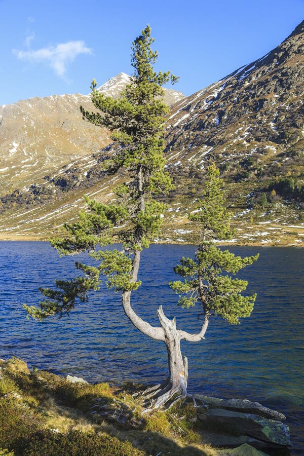 Árbol de pino viejo foto de archivo. Imagen de bosque - 30469326