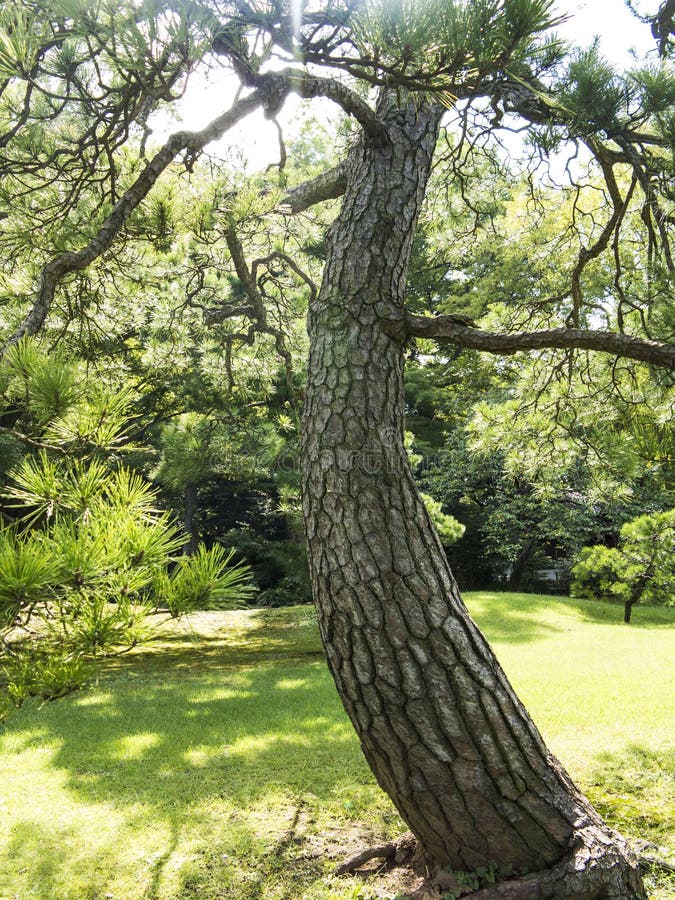 Árbol de pino viejo foto de archivo. Imagen de corteza - 34583754