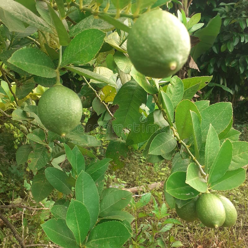 árbol de plantas de limón foto de archivo. Imagen de planta - 359770694