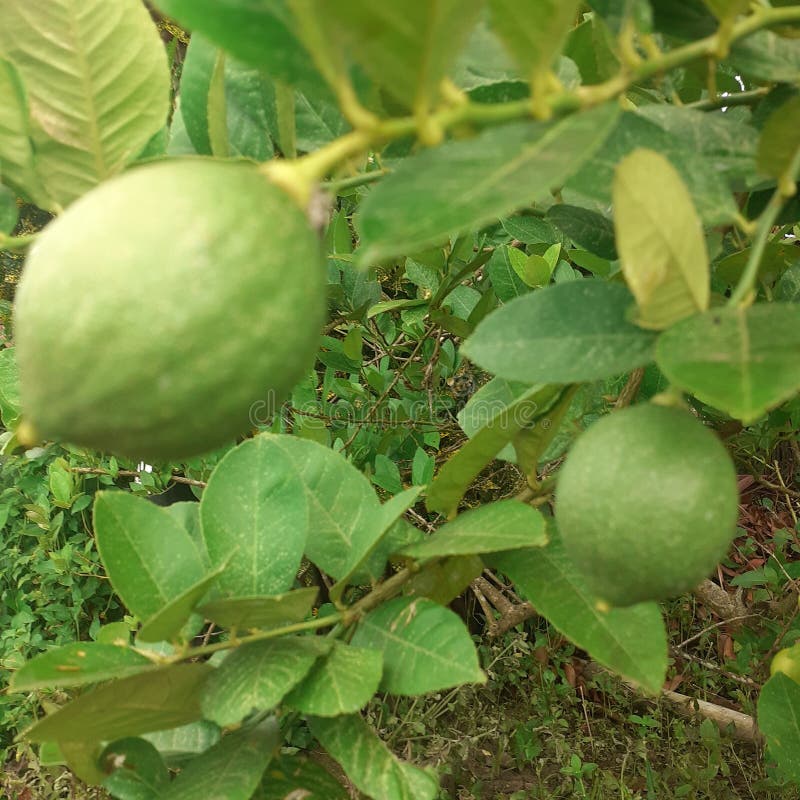 árbol de plantas de limón imagen de archivo. Imagen de planta - 359771635