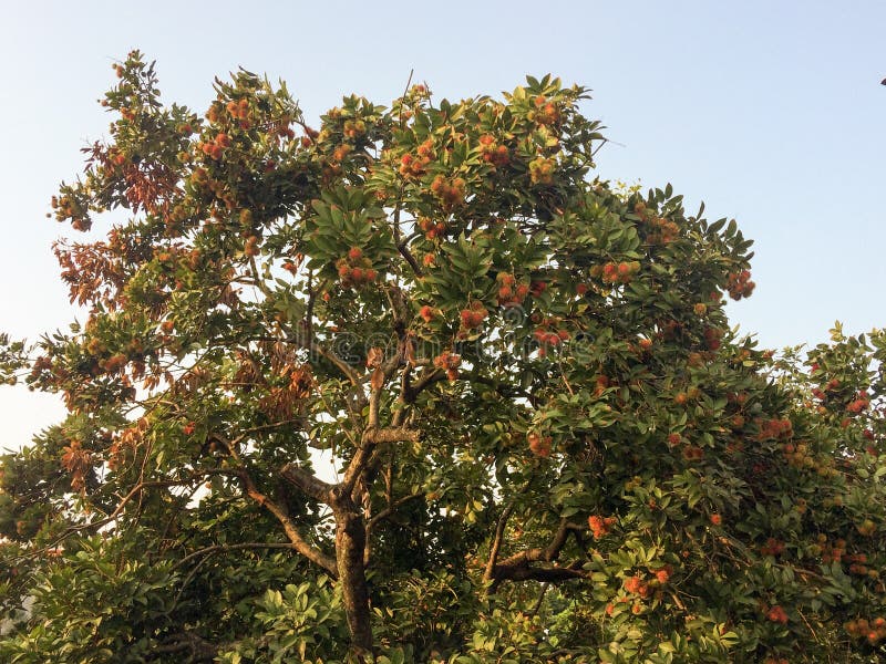 árbol de rambutan foto de archivo. Imagen de rojo, dulce - 181022592