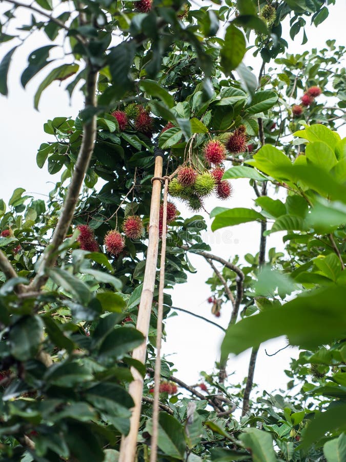 4,173 árbol De Rambutan Fotos de stock - Fotos libres de regalías de ...