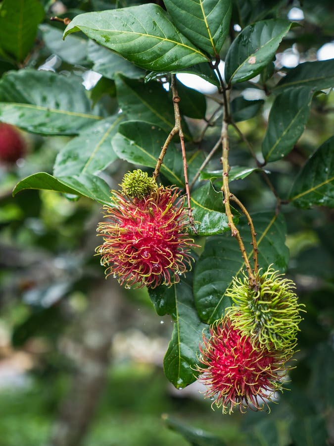árbol De Rambutan Fotos De Stock - Download 869 Fotos Libres de Derechos
