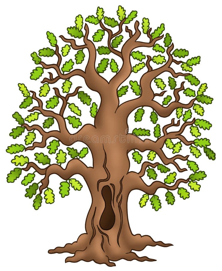 Árbol de roble stock de ilustración. Ilustración de ambiente - 13388022