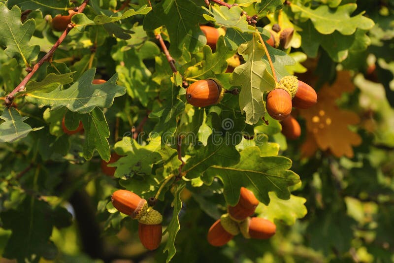Bellota Madura (fruta O Germen Del árbol De Roble) Foto de archivo ...