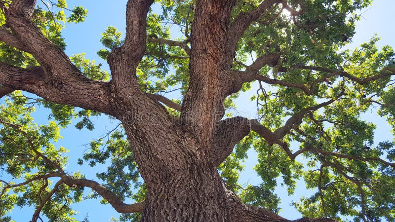 El árbol de roble imagen de archivo. Imagen de roble, crecimiento - 1477005