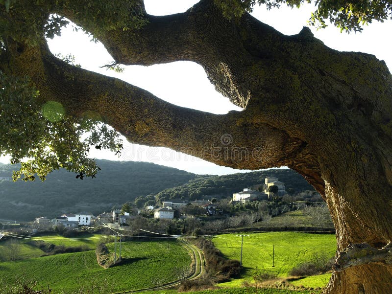 508 Roble De Encina Fotos - Libres de Derechos y Gratuitas de Dreamstime