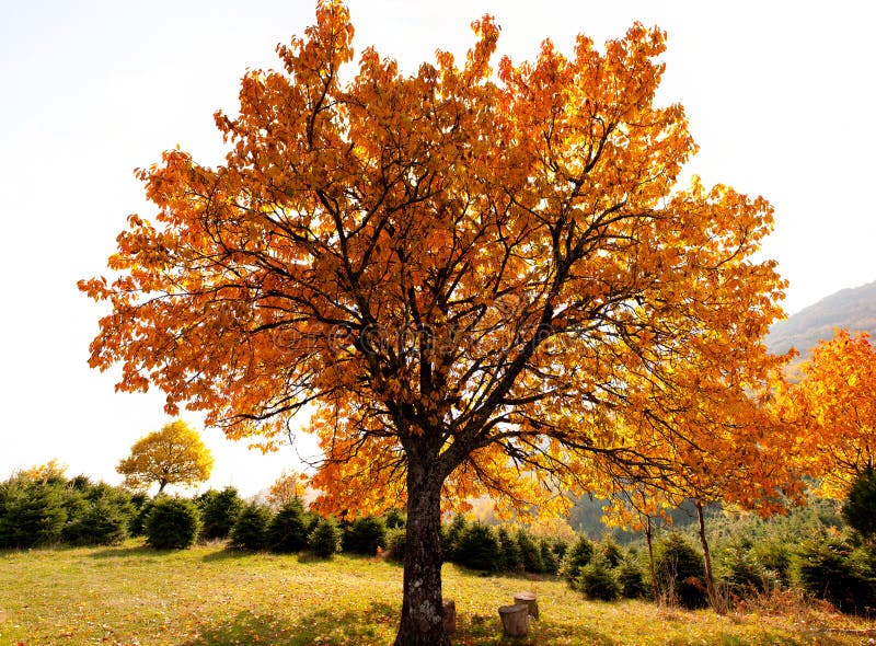 Árbol de roble en otoño foto de archivo. Imagen de ramificaciones ...