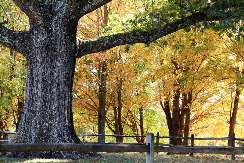 Árbol de roble grande imagen de archivo. Imagen de tronco - 16609413