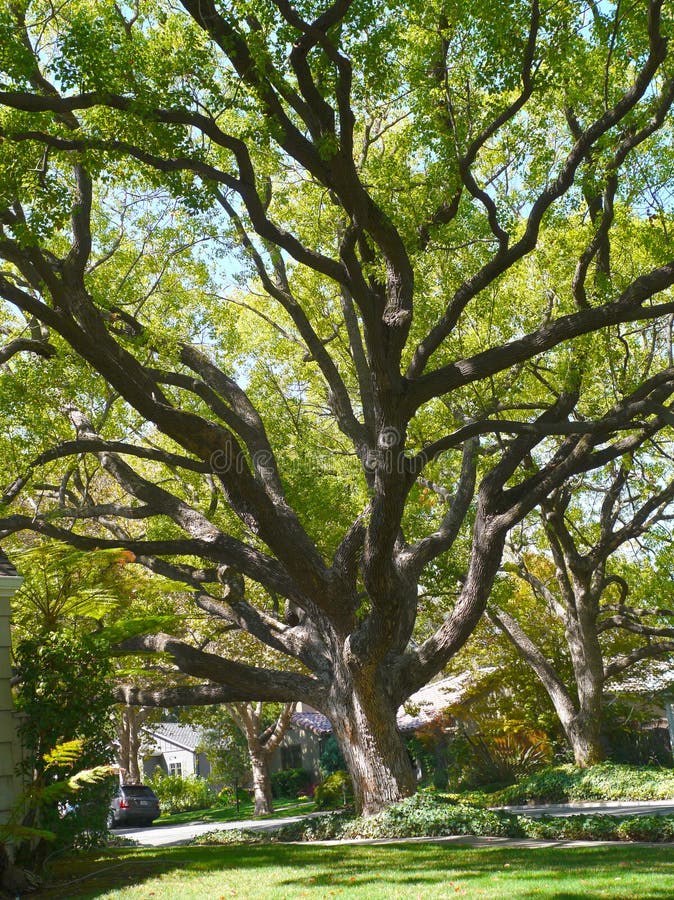Roble Grande En Bosque Del Verde De La Primavera Imagen de archivo ...