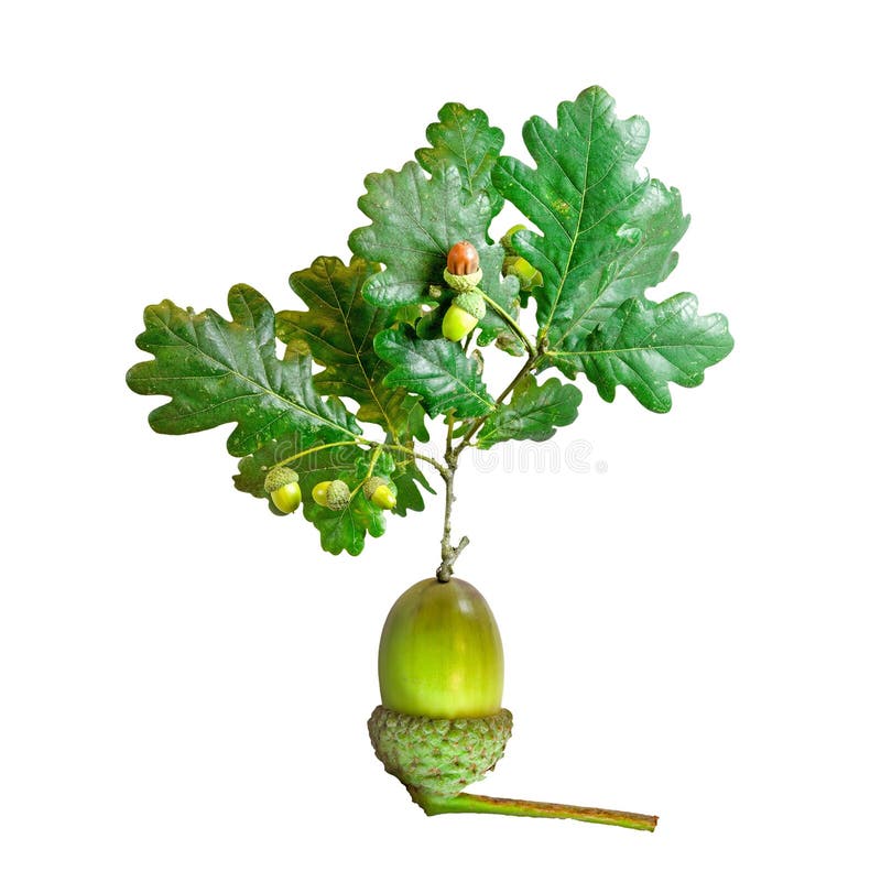 Árbol De Roble Que Crece De La Bellota Imagen de archivo - Imagen de ...