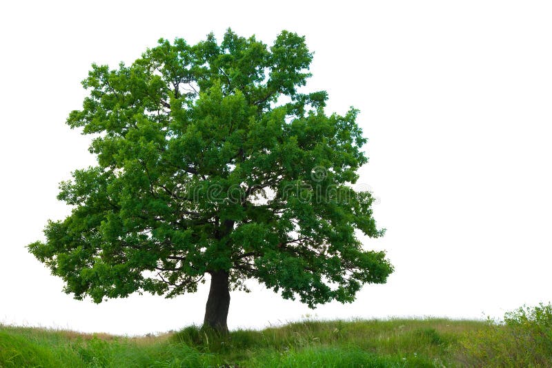 Árbol De Roble Sobre El Fondo Blanco Imagen de archivo - Imagen de ...