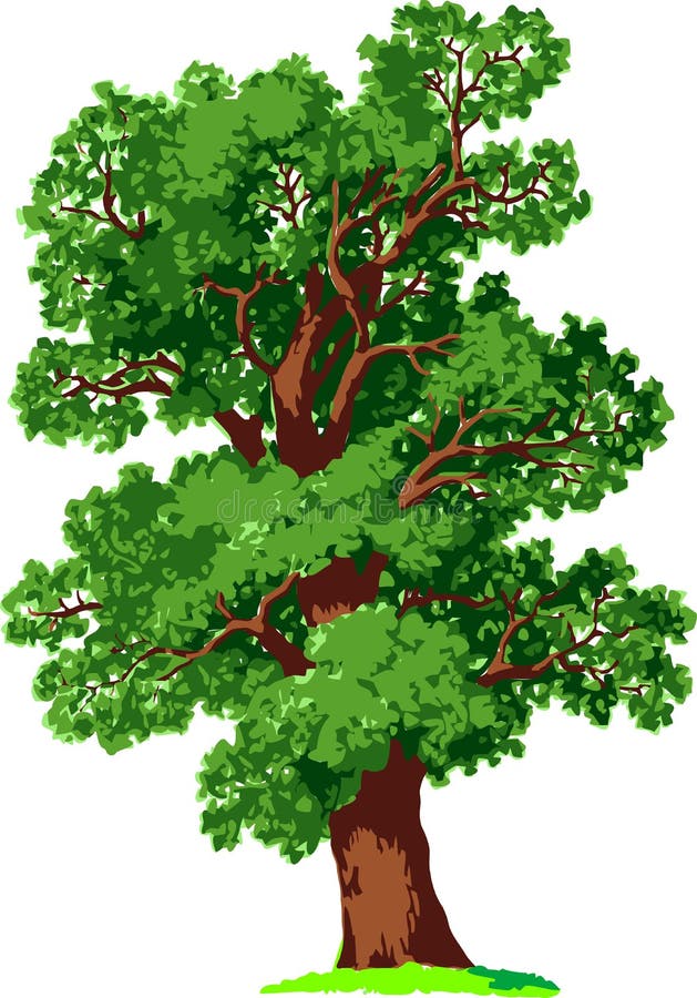 Árbol de roble. Vector ilustración del vector. Ilustración de extracto ...