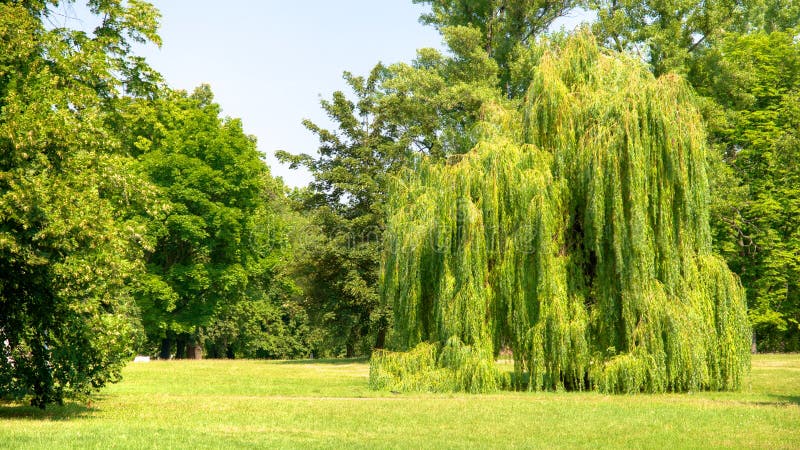 Árbol de mimbre foto de archivo. Imagen de escupida, threads - 66117592
