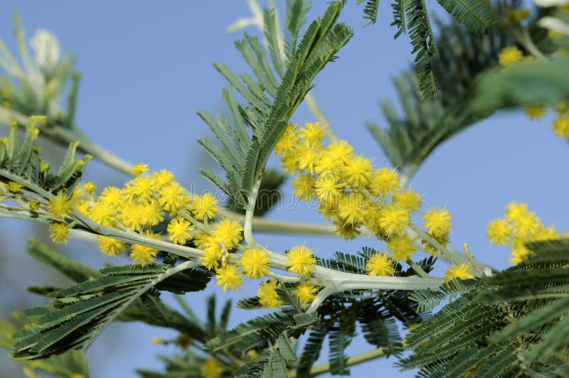 Hojas del árbol de seda imagen de archivo. Imagen de fondo - 10628053