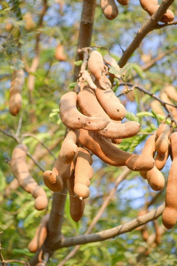 árbol De Tamarindo En Jardín Natural Foto de archivo - Imagen de cierre ...