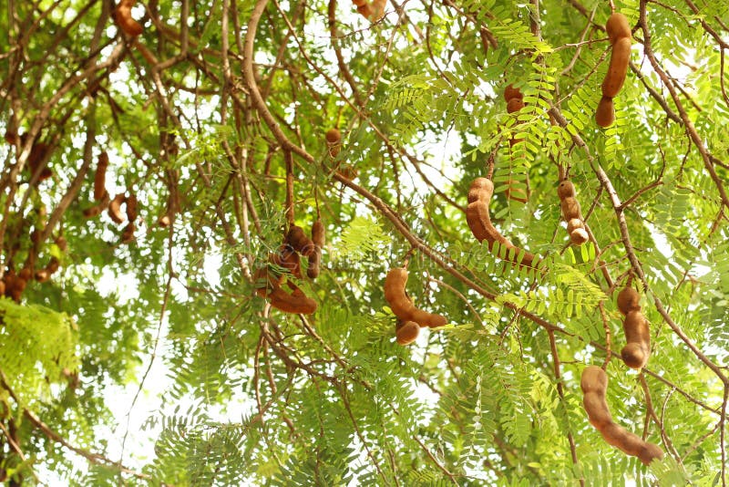 Vainas Del Tamarindo En árbol Foto de archivo - Imagen de hojas ...