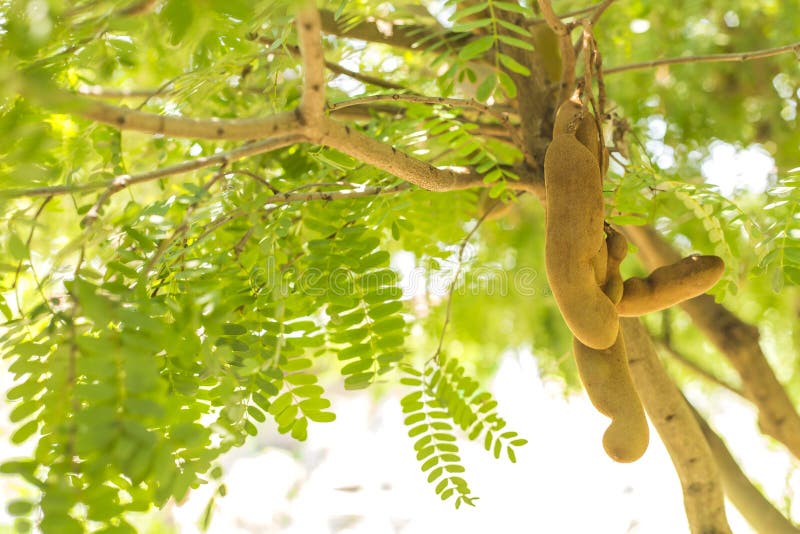 árbol De Tamarindo Fotos De Stock - Descarga 2,167 Fotos Libres de Derechos