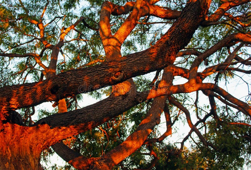 Árbol De Tipu Del Tipuana En La Puesta Del Sol Imagen de archivo ...
