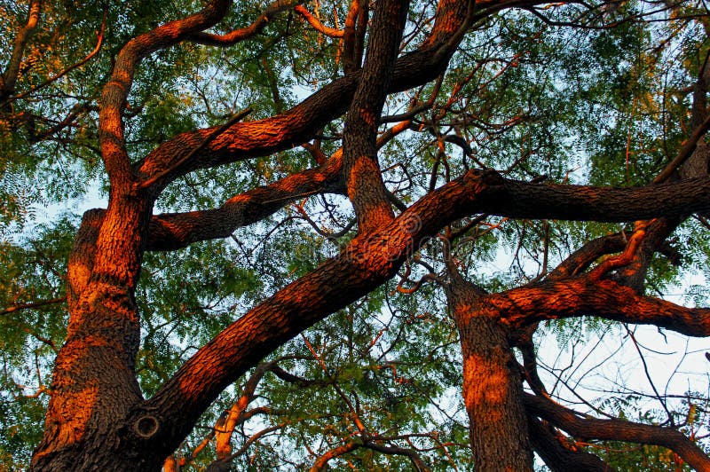 Árbol De Tipu Del Tipuana En La Puesta Del Sol Imagen de archivo ...
