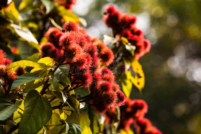 Árbol del achiote foto de archivo. Imagen de primer, flora - 28952828