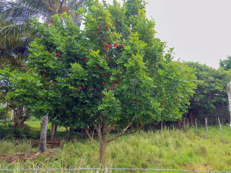 Sapida Akee del Blighia foto de archivo. Imagen de mayoritariamente ...