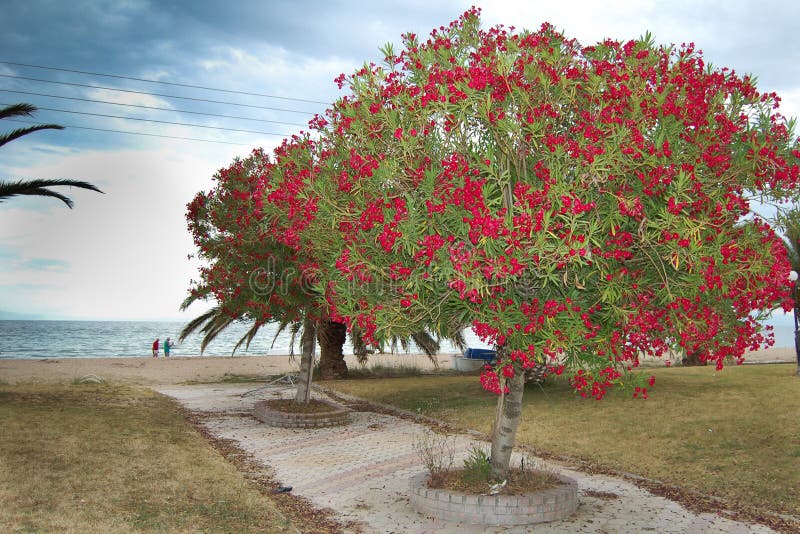 Árbol del adelfa imagen de archivo. Imagen de cubo, verano - 51509705