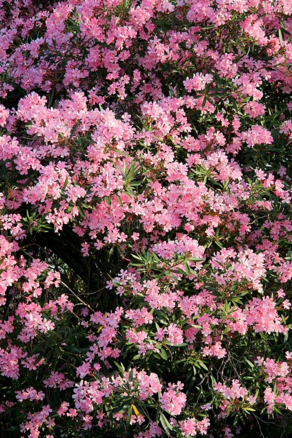 Árbol del adelfa imagen de archivo. Imagen de planta - 32302131