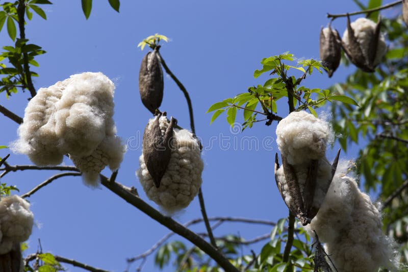 Árbol del algodón de seda foto de archivo. Imagen de cierre - 60166780