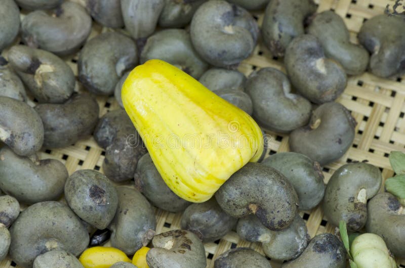 Árbol del anacardo imagen de archivo. Imagen de central - 42659889