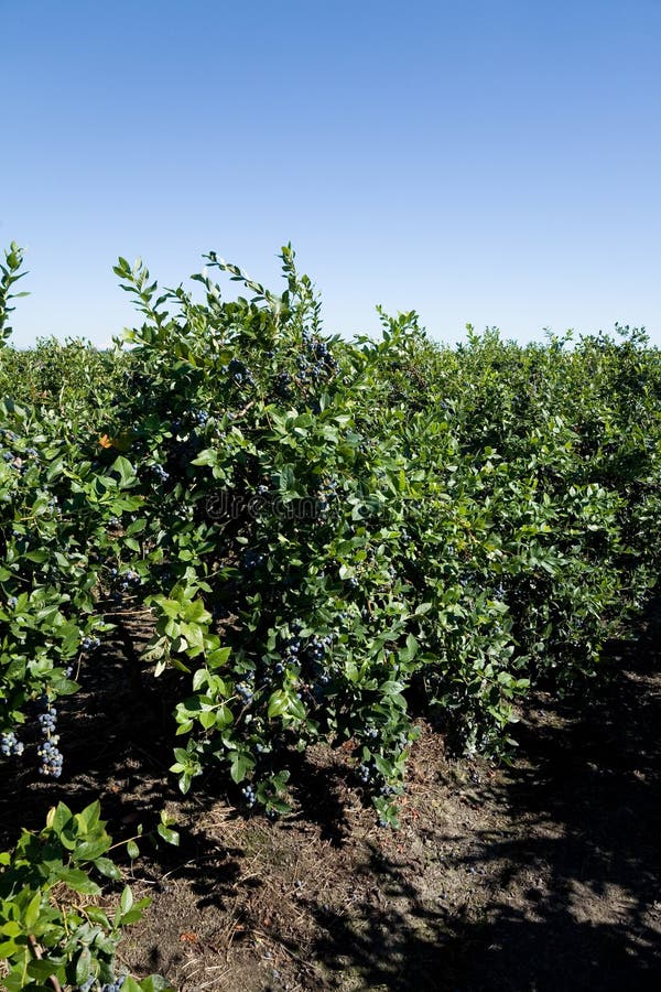 Árbol del arándano foto de archivo. Imagen de verde, baya - 6014862