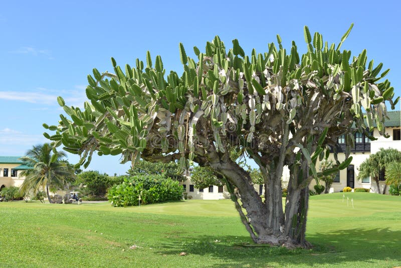 Árbol del cactus en Cuba foto de archivo. Imagen de alto - 63008536