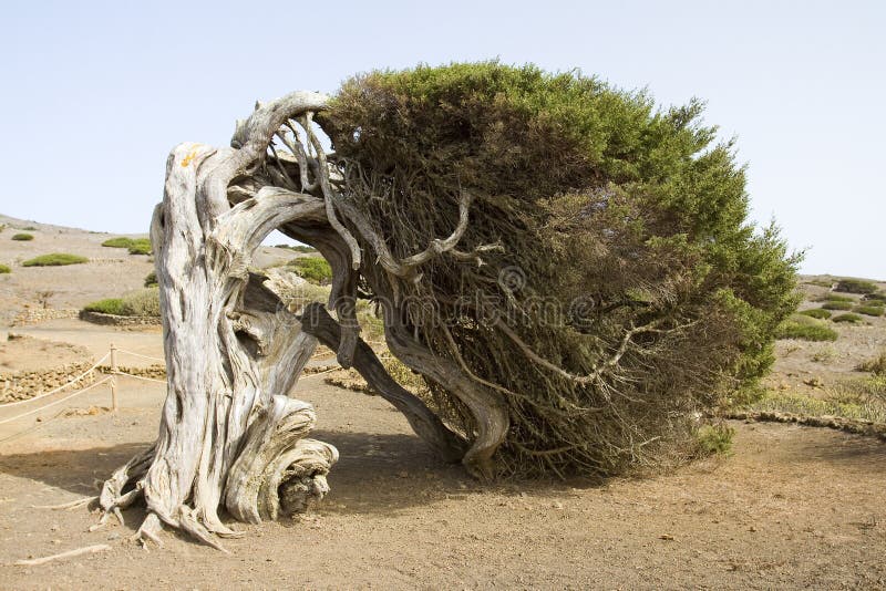 Enebro Viejo En El Sabinar De La Isla Del EL Hierro, Islas Canarias, S ...