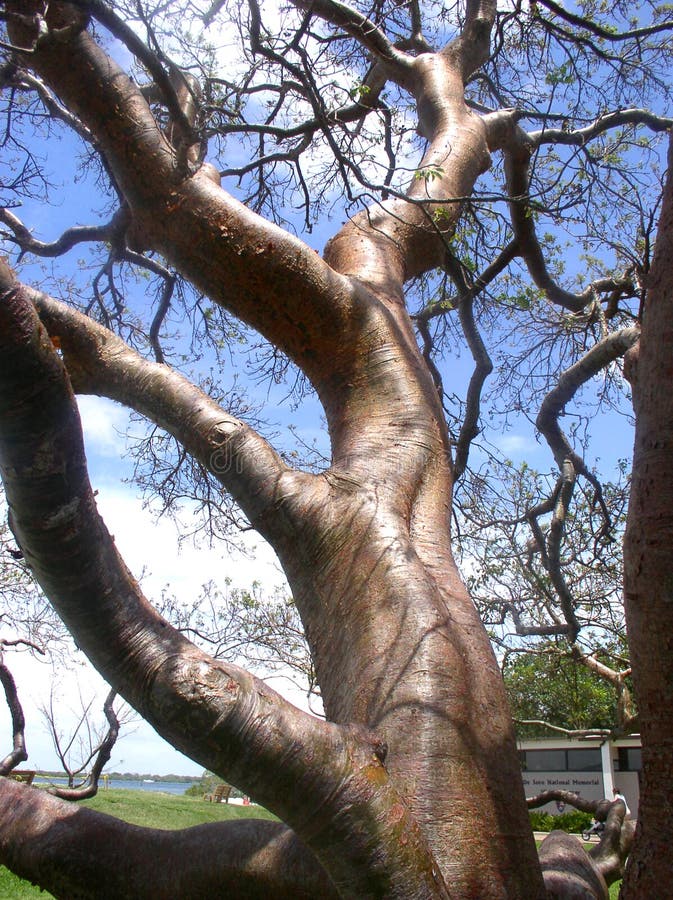 Árbol Del Limbo Del Gumbo En La Florida Tropical Con La Corteza Y ...