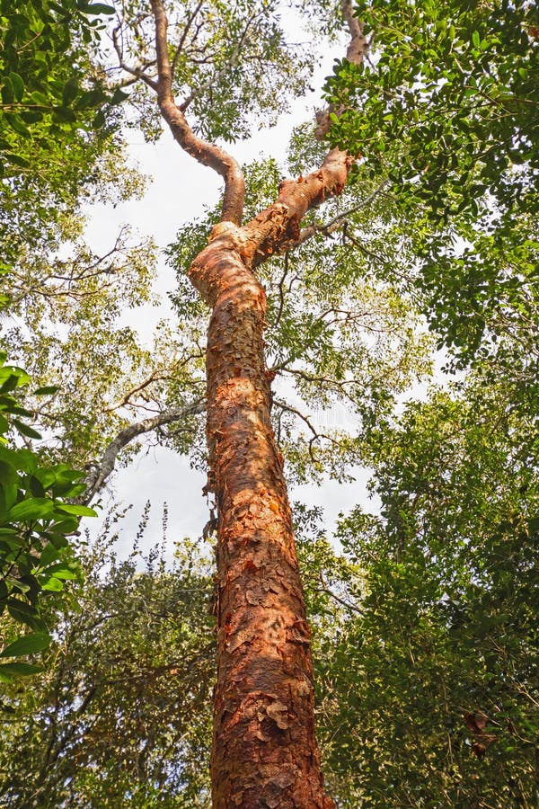 Árbol Del Limbo Del Gumbo En La Florida Tropical Con La Corteza Y ...