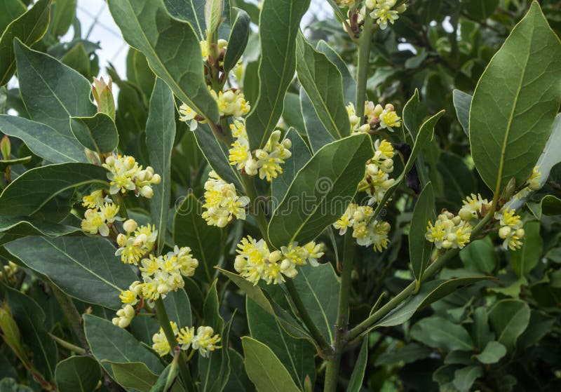 Árbol del laurel imagen de archivo. Imagen de hierba - 59943985