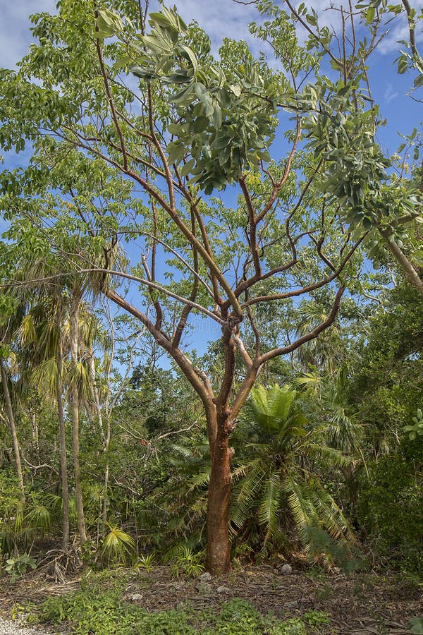 Árbol Del Limbo Del Gumbo En La Florida Tropical Con La Corteza Y ...