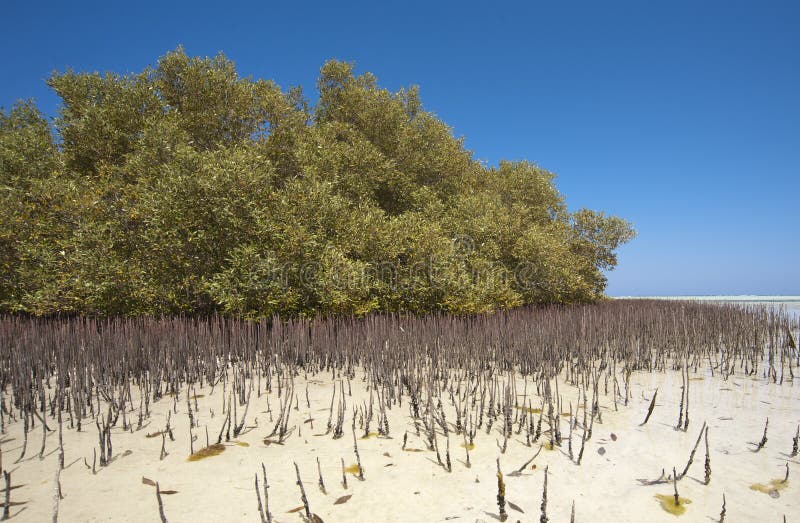 Árbol Del Mangle Blanco Con Las Raíces En Laguna Foto de archivo ...