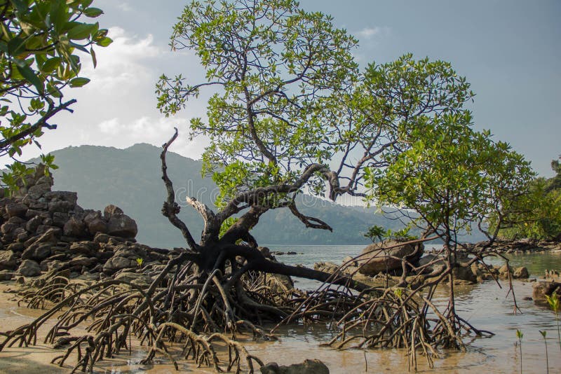 Planta Del Mangle En Raíces Aéreas De La Orilla De Mar Foto de archivo ...