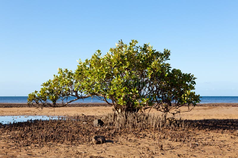 Árbol gris del mangle foto de archivo. Imagen de altura - 23142944